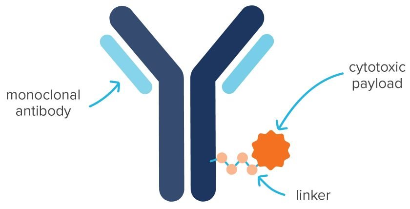 Targeted therapies: An introduction to ADC manufacturing | CRB