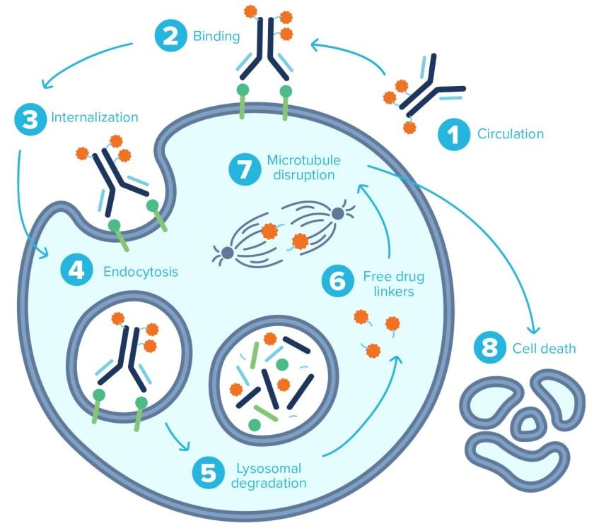 Targeted therapies: An introduction to ADC manufacturing | CRB